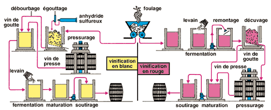 Vinification en Biodynamie – Domaine GINGLINGER Jean & Fils